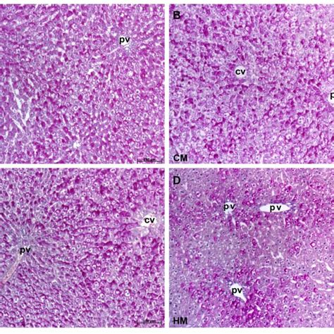 Pasdimedone Staining A Control Livers Display An Equal Distribution