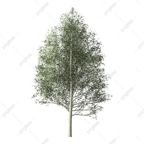 Aspen PNG Picture Isolated Aspen Tree On A Transparent Background