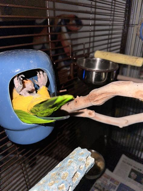 Sleeping Caique Rcaiques