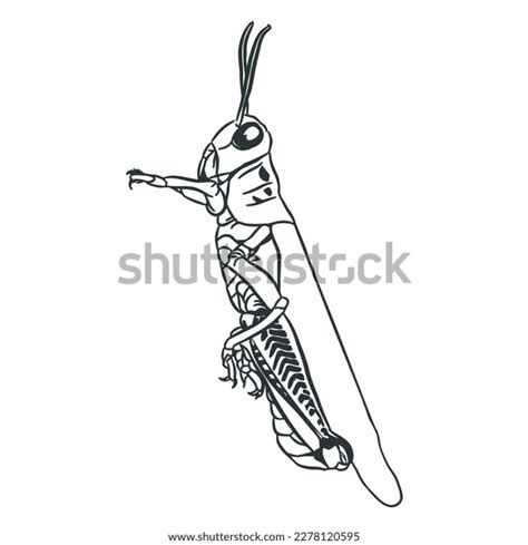 Grasshopper Sketch Vector 2 Can Use Stock Vector Royalty Free