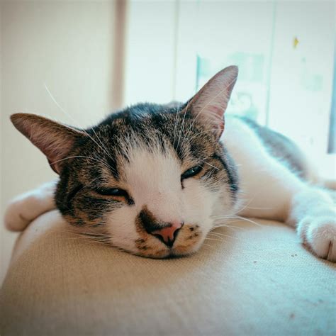 Castração De Gato Macho O Guia Definitivo Para Decidir O Melhor