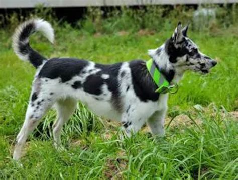 Dog Dna Test Dog Genetic Testing