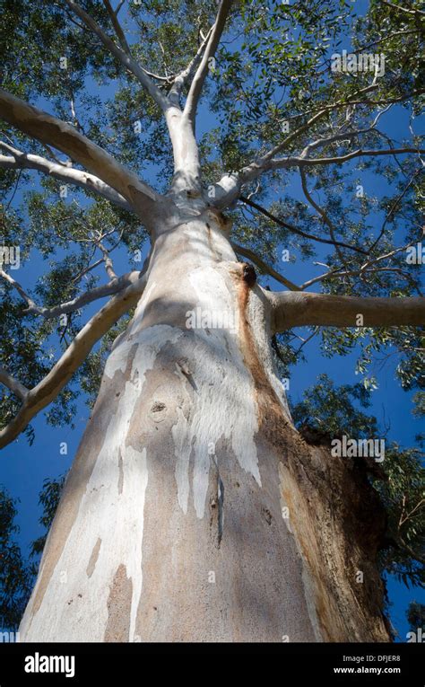 Gum Tree Eucalyptus Ipswich Brisbane Queensland Australia Stock