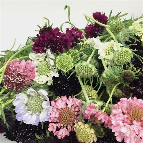 Scabiosa Flowers Assorted Colors Wholesale Blooms By The Box
