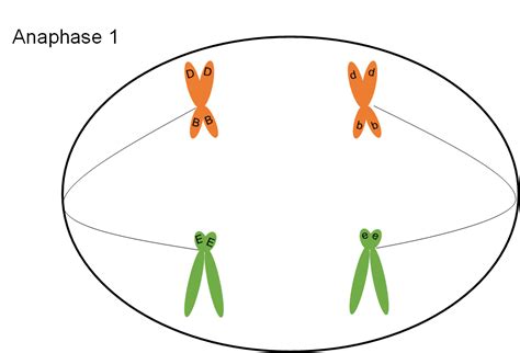 Meiosis 1 Anaphase