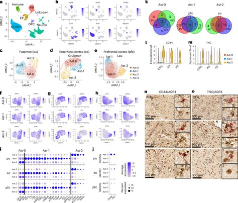 Characterization Of Six Major Cell Types And Three Distinct Astrocyte