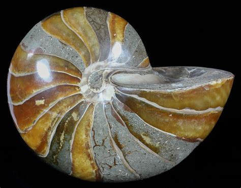 6 25 Large Polished Nautilus Fossil Madagascar For Sale 51677