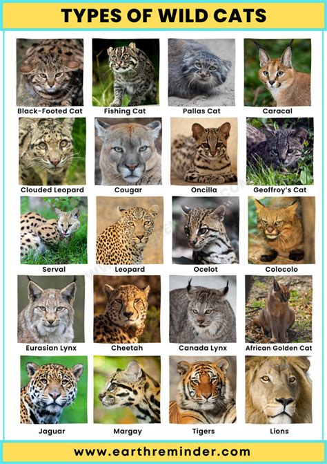 Big Big Big Cats