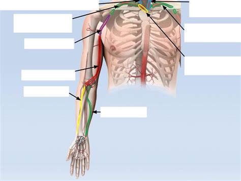 Chest Arteries Lab Diagram Quizlet