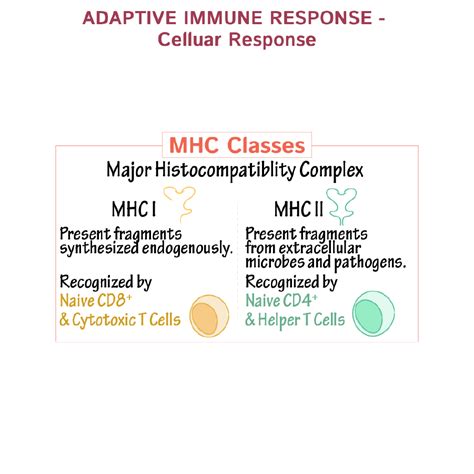 Immunology / Microbiology Glossary: MHC Classes | ditki medical ...
