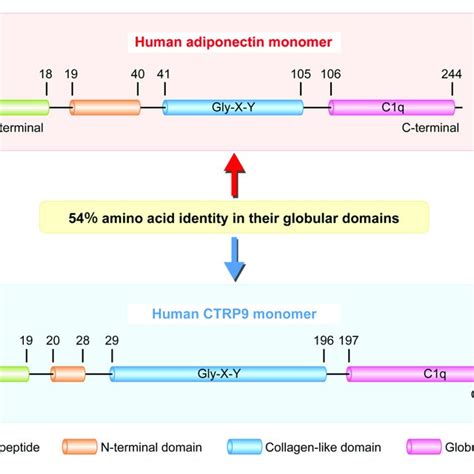 Schematic Of Human Adiponectin And Ctrp9 Monomer Structure Human