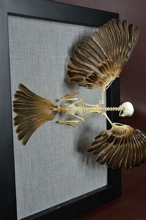 Real Bird Taxidermy Skeleton Display Frame
