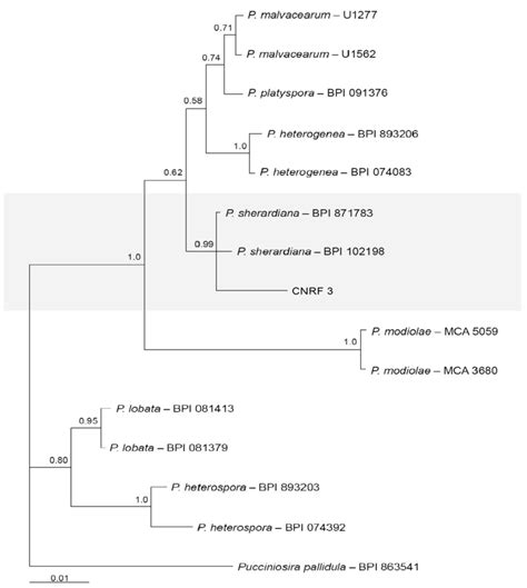 Bayesian Tree Generated From Alignment Of Partial 28s Gene Sequences Of Download Scientific