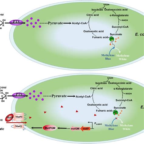 schematic diagram of enzyme inhibition based high throughput screening