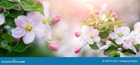 A Branch Of An Apple Tree With White And Pink Flowers In Sunlight Stock