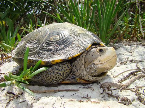 The Diamondback Terrapin George Heinrich Friends Of Pinellas Master