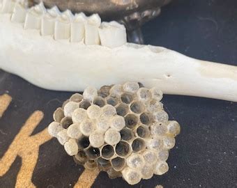 Wasp Nest Craft Etsy