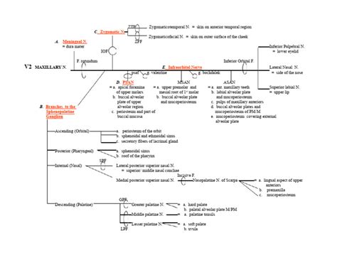 V2 Maxillarydocx Pdf