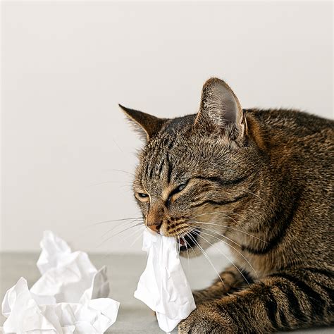 Pica In Cats