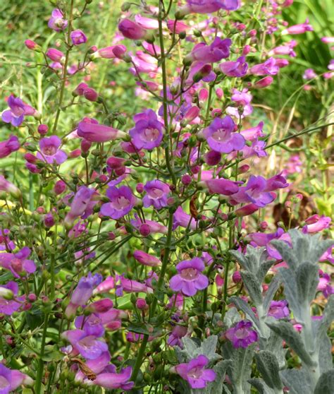 Penstemon Spectabilis 1371x1371