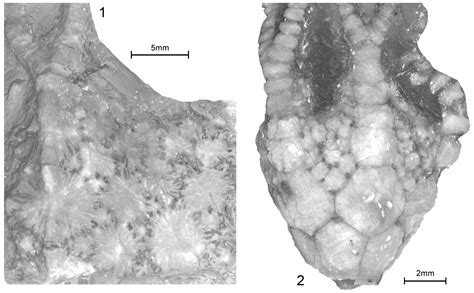 Crinoid Calyx Origin From Stem Radial Echinoderms Journal Of