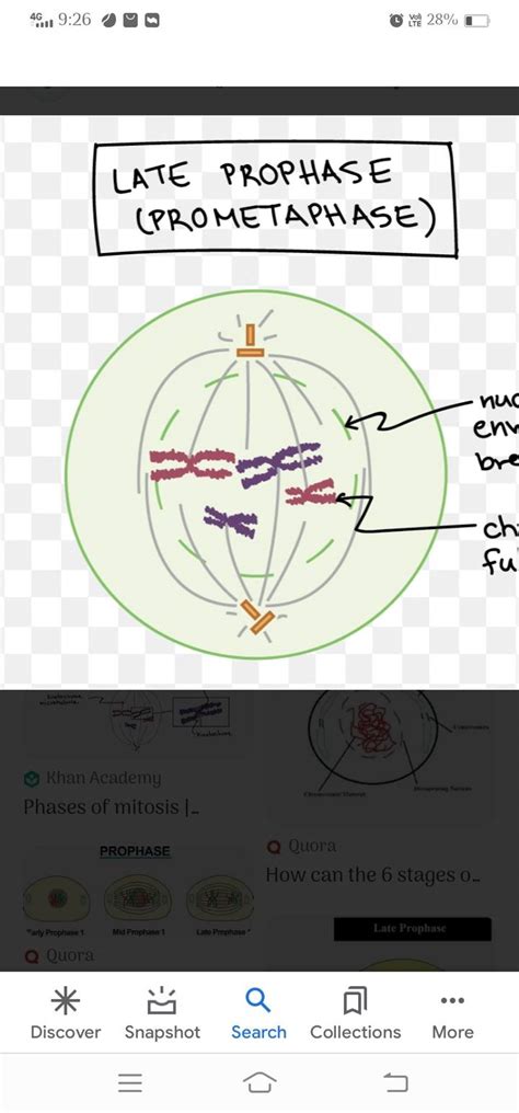 Late Prophase Diagram