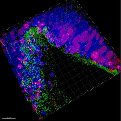High Speed Confocal Microscope System Dragonfly Andor Oxford Instruments