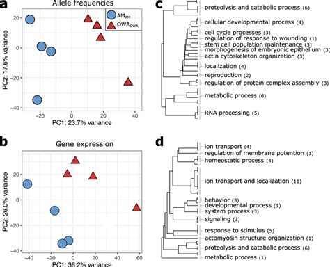 Allele Frequency And Gene Expression Divergence After 20 Generations Of