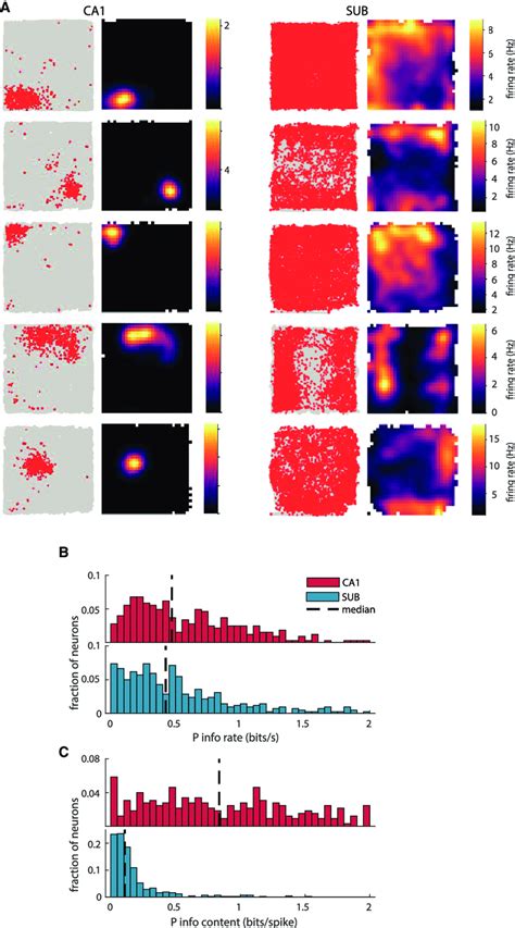 Difference In Position Coding In Ca1 And Sub A Example Path Plots