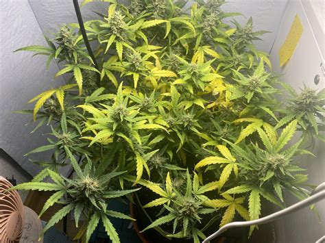 Yellow Leaves After Issue With Thrips Grow Question By Bluecake