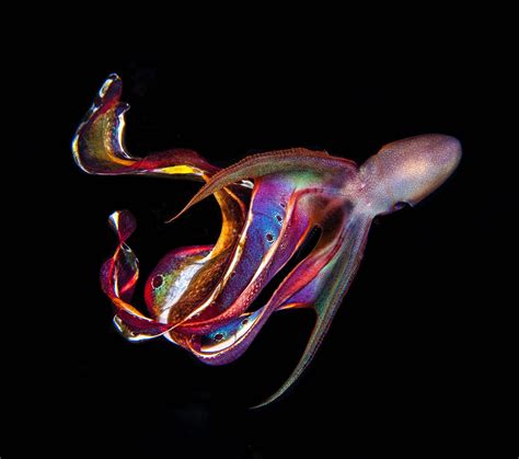 The Blanket Octopus A Master Of Camouflage And Elegance