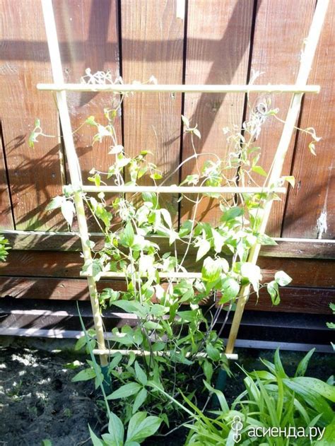 Лесенка для клематиса. | Garden, Plants