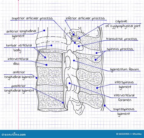 Illustration Of The Structure Of The Human Spine Stock Vector