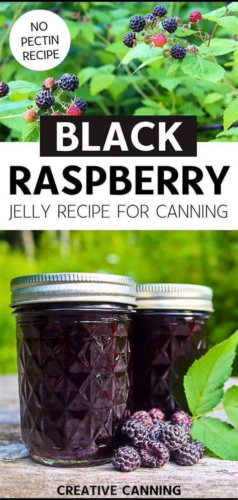 Black Raspberry Jelly Recipe For Canning No Pectin Jam Recipes Black