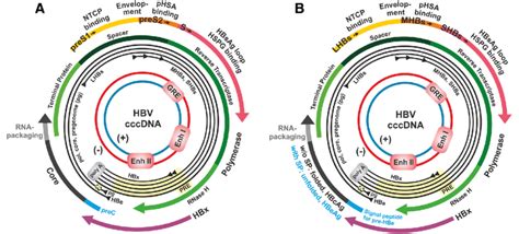Suggested Revised Nomenclature For Hbeag And Hbs Genes Transcripts Download Scientific