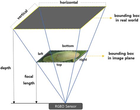 Calculating The Diameter Of Prunus Mume Fruit Using Trigonometric Ratio Download Scientific