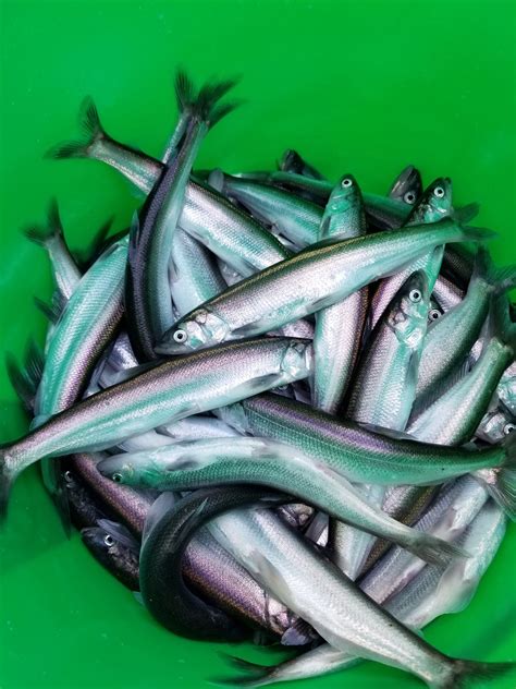 No Cowlitz Smelt Dip This Week Managers To Watch Mainstem Columbia For