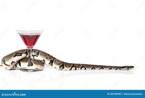 Royal Python With Glass Of Red Wine Stock Photo Image Of Babe Horizontal