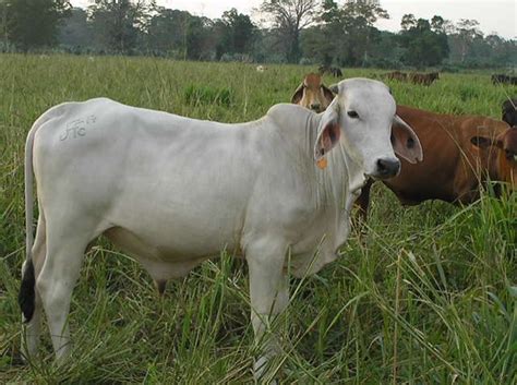 Characteristics Of Cattle Bos Indicus Cebu — Hive