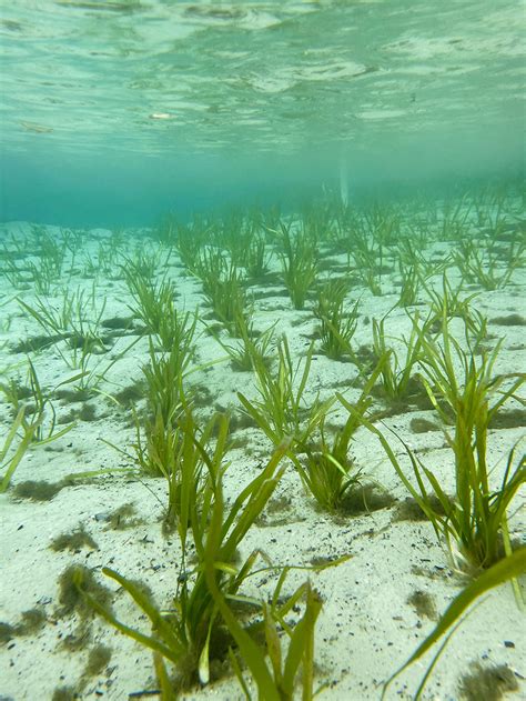 Submerged Aquatic Vegetation Aquatech Eco Consultants