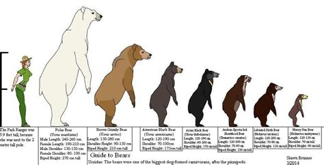How Tall Is A Grizzly Bear Grizzly Bear Height Zooologist