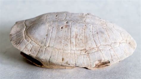 How To Preserve A Turtles Shell The Turtle Hub