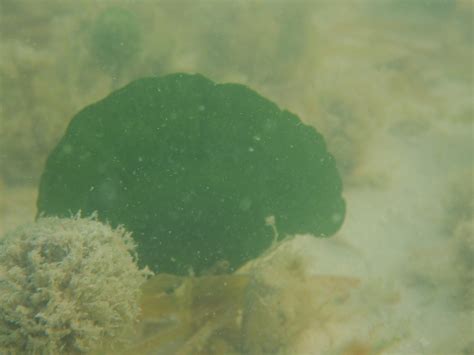 Mermaids Fan Udotea Botanical Realm