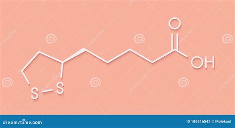 Mitochondria Have An Inner And Outer Membrane With An Intermembrane Space Between Them Stock