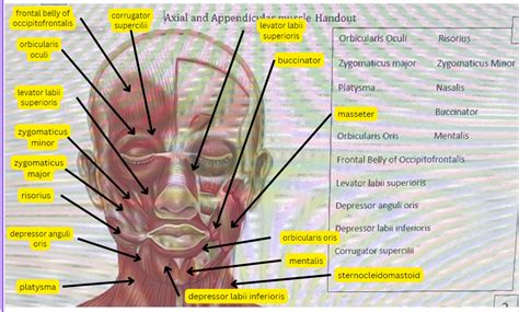 [solved] 1 Axial And Appendicular Muscle Handout Orbicularis Oculi