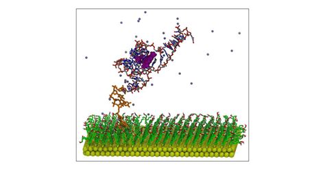 Molecular Dynamics Simulation Of A Rna Aptasensor The Journal Of Physical Chemistry B