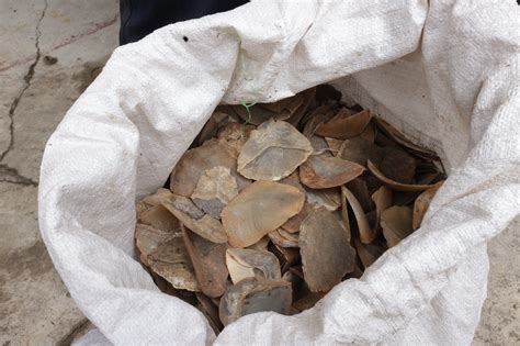 Enforcer Linked To International Pangolin Scale Smuggling Ring To Be Enforcer Linked To International Pangolin Scale Smuggling Ring To Be
