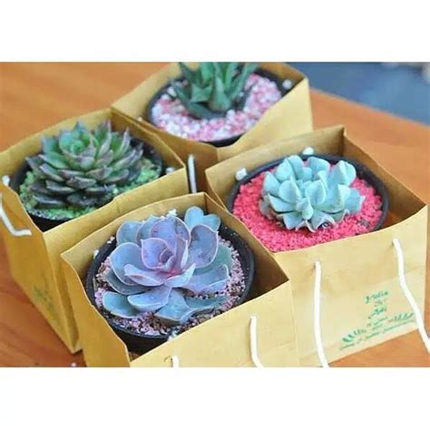 Jual KAKTUS DAN SUKULEN TANAMAN HIAS INDOOR KAKTUS DAN SUKULEN MODEL