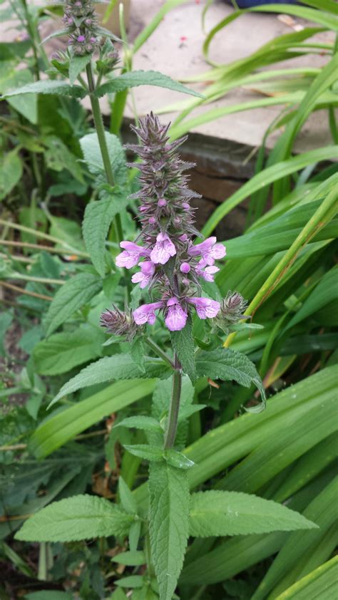 Long Leaf Flowering Plants Cigarettesanddefects