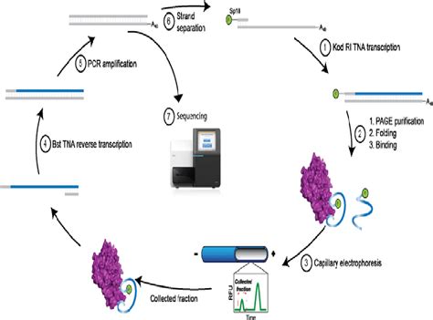 Schematic Representation Of The Steps Involved In The Capillary Download Scientific Diagram